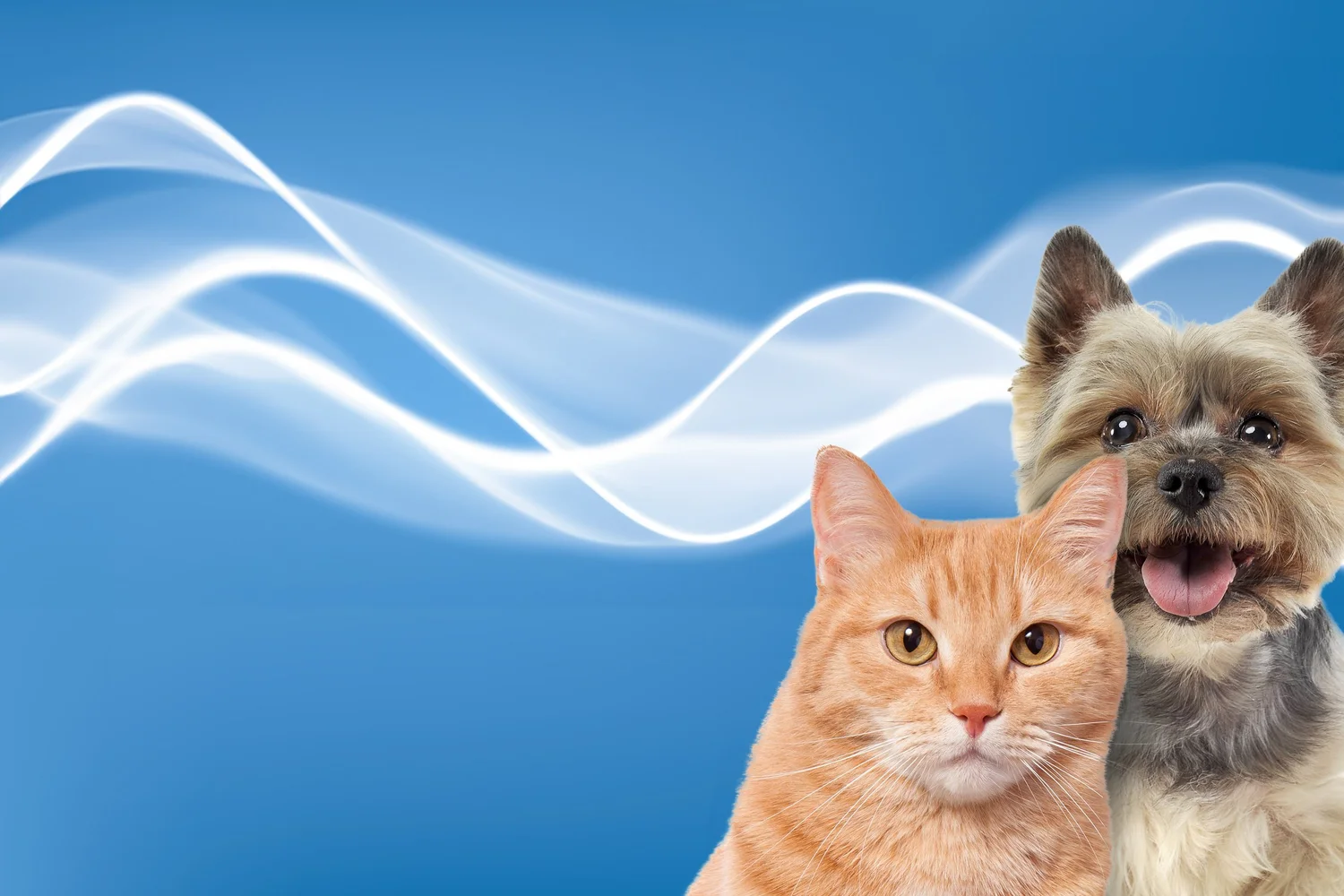 Pet Acoustics — What Pets Hear Matters