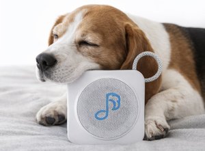 Pet Tunes | Species-Specific Music for Behavioral Balance — Pet Acoustics
