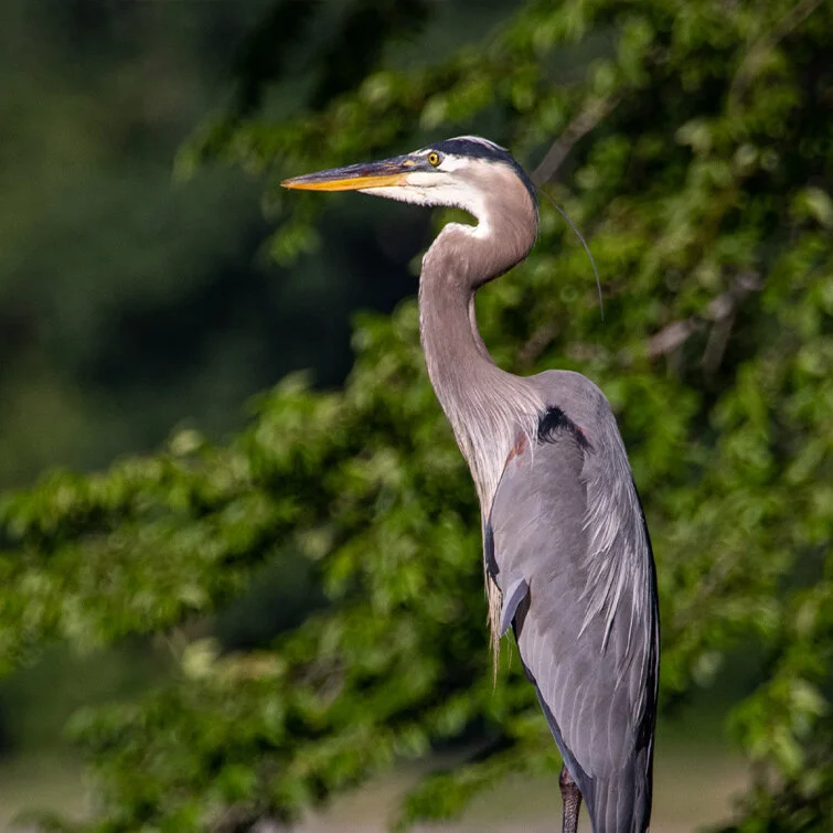 Nature Inspired — Somerset County 4-H