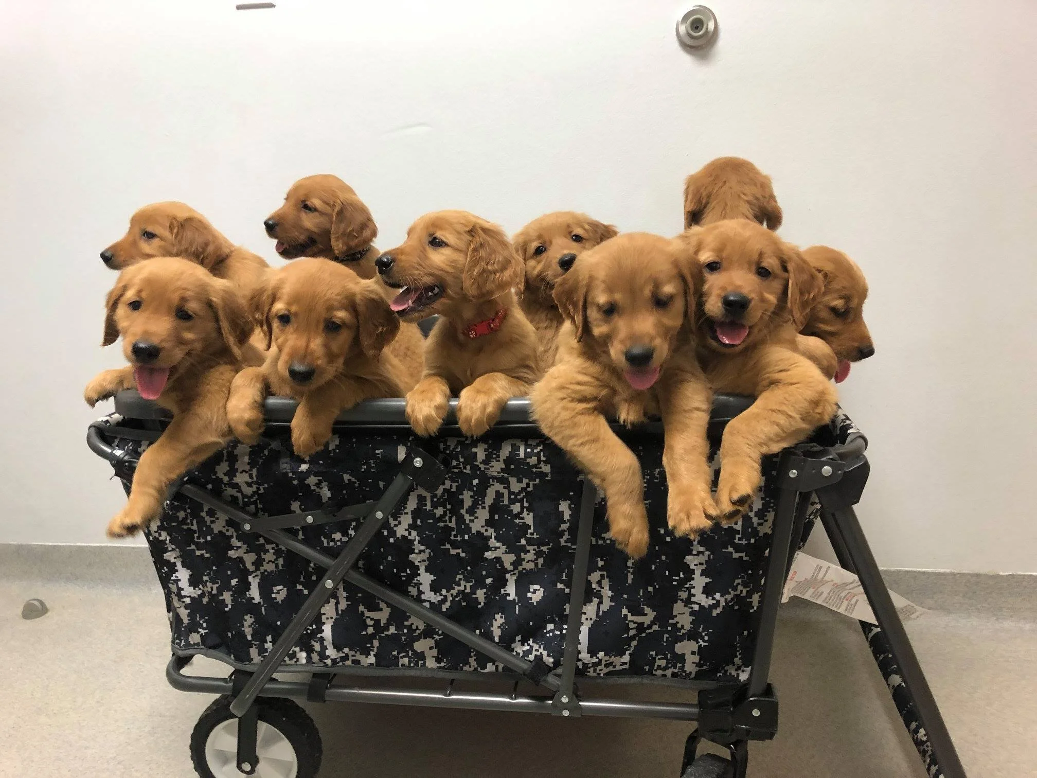Puppy Application — Sophie's Golden Kennel
