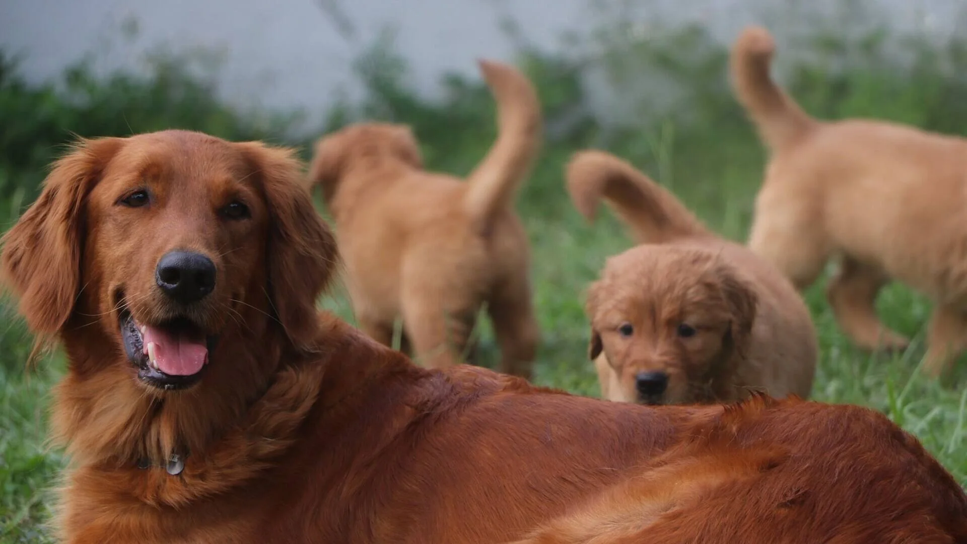 Golden Retriever Puppy Videos & Photos — Sophie's Golden Kennel