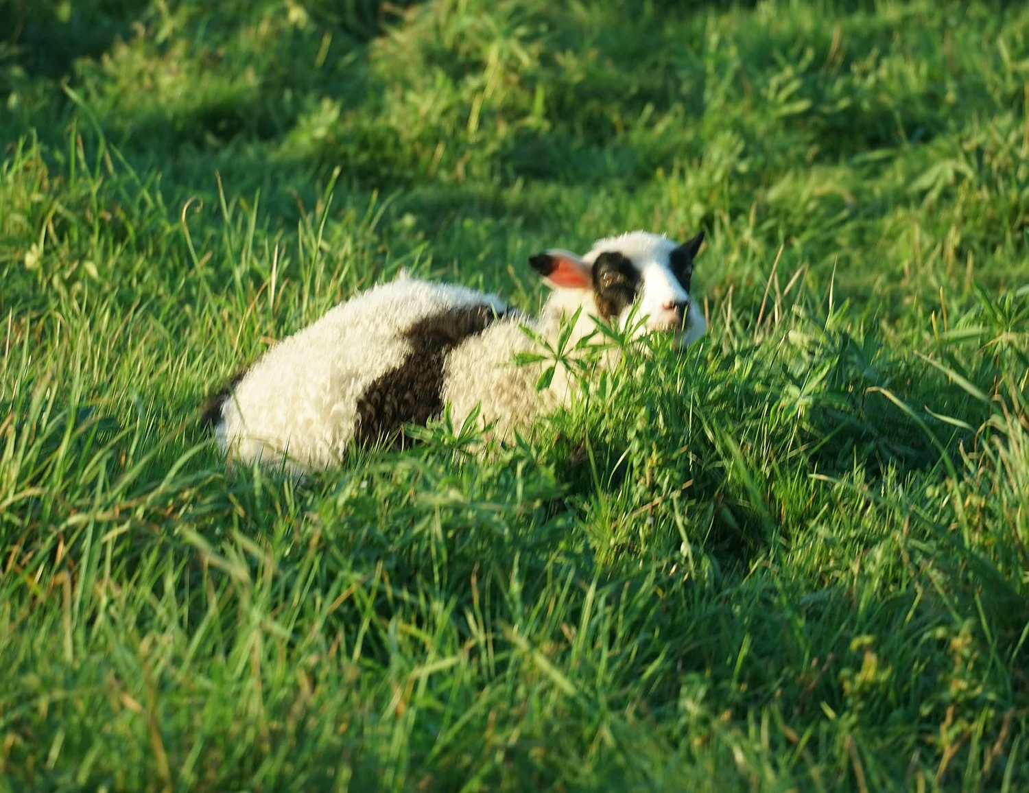 Visit — Roberts Harbor Farm