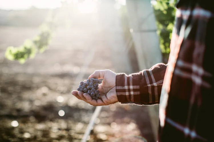 ROBERT DAFOE WINES