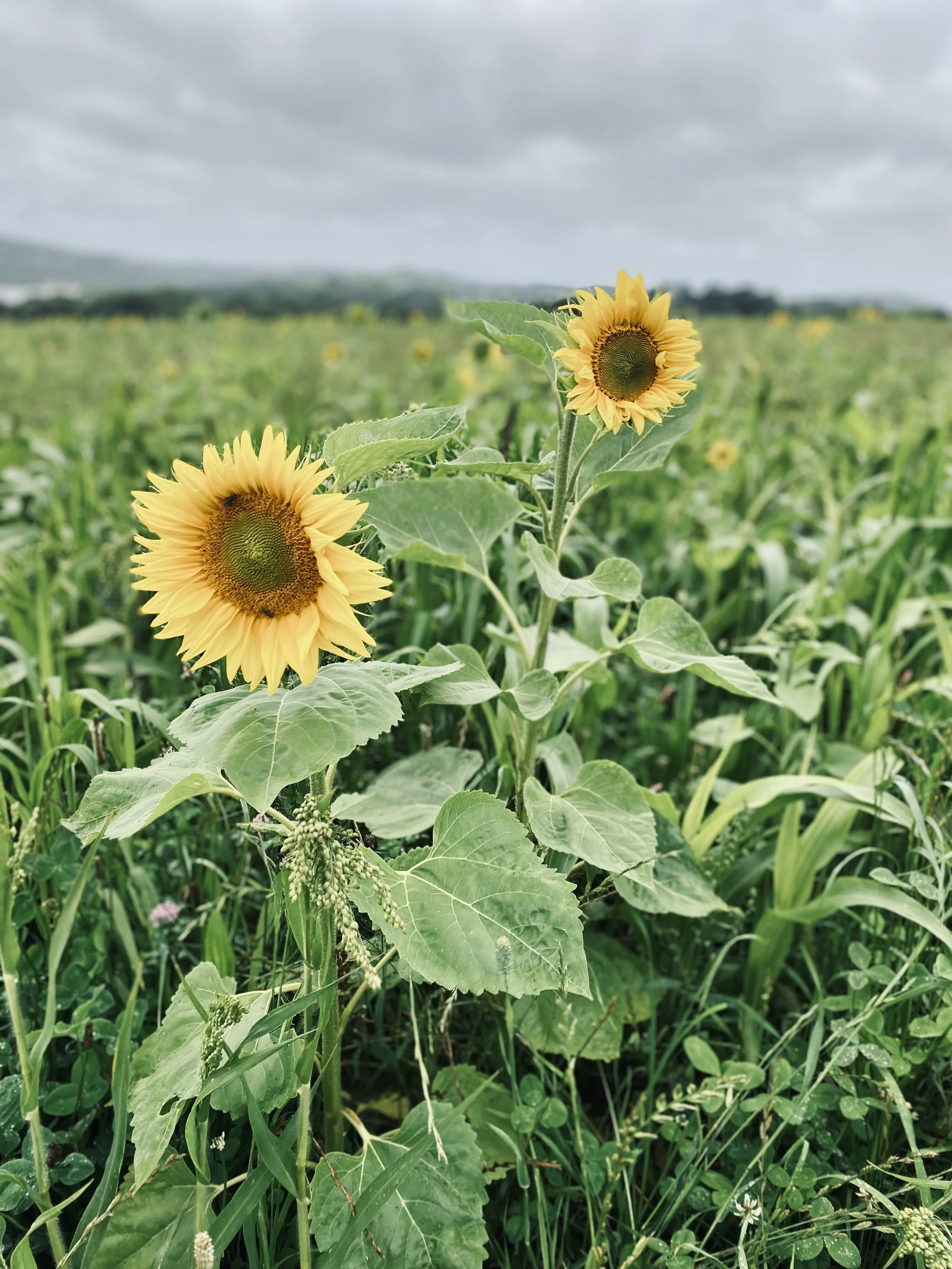 Earth Farmers - Specialists in Regenerative Agriculture