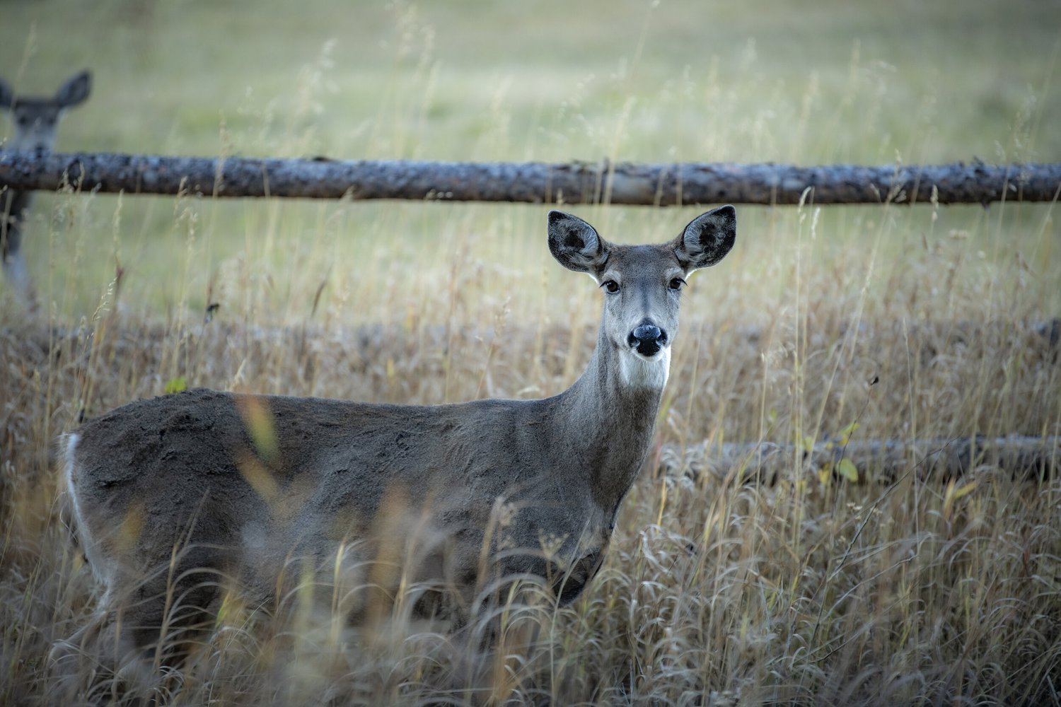 Photo Gallery — The Cliff Ranch