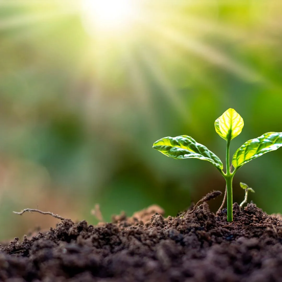 Trinity Chiropractic and Wellness | Warkworth