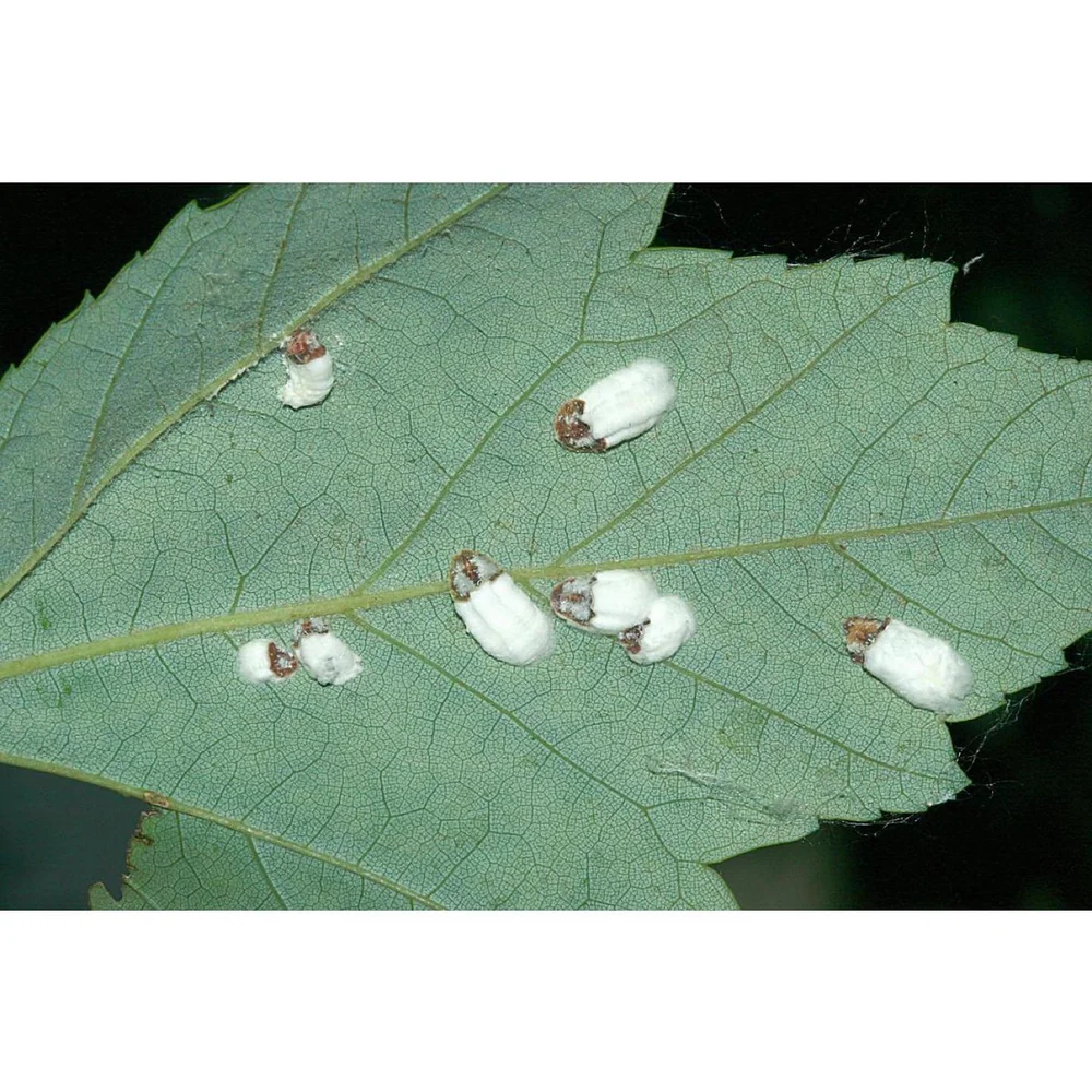 Cottony Scales — Usher Plant Care