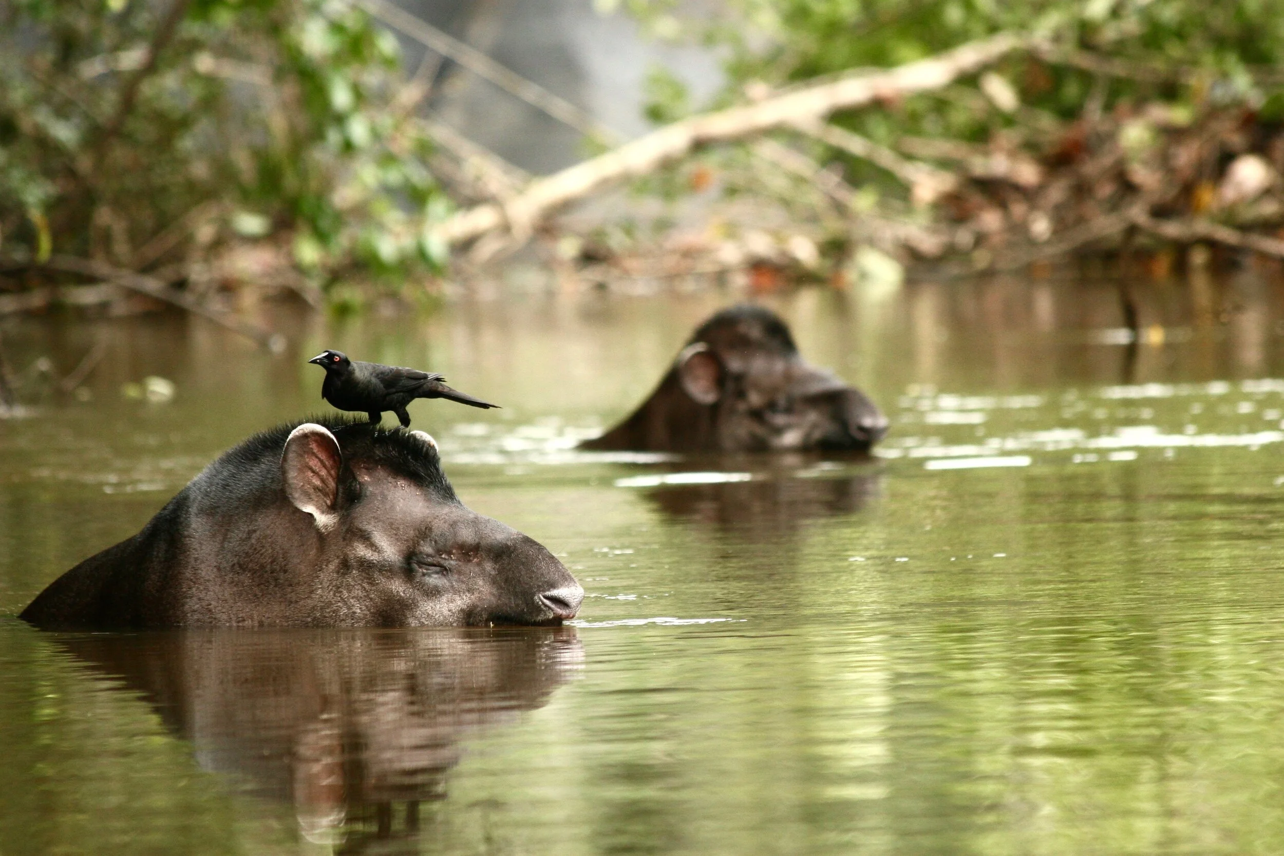Corona Falls — Guyana Truly Wild