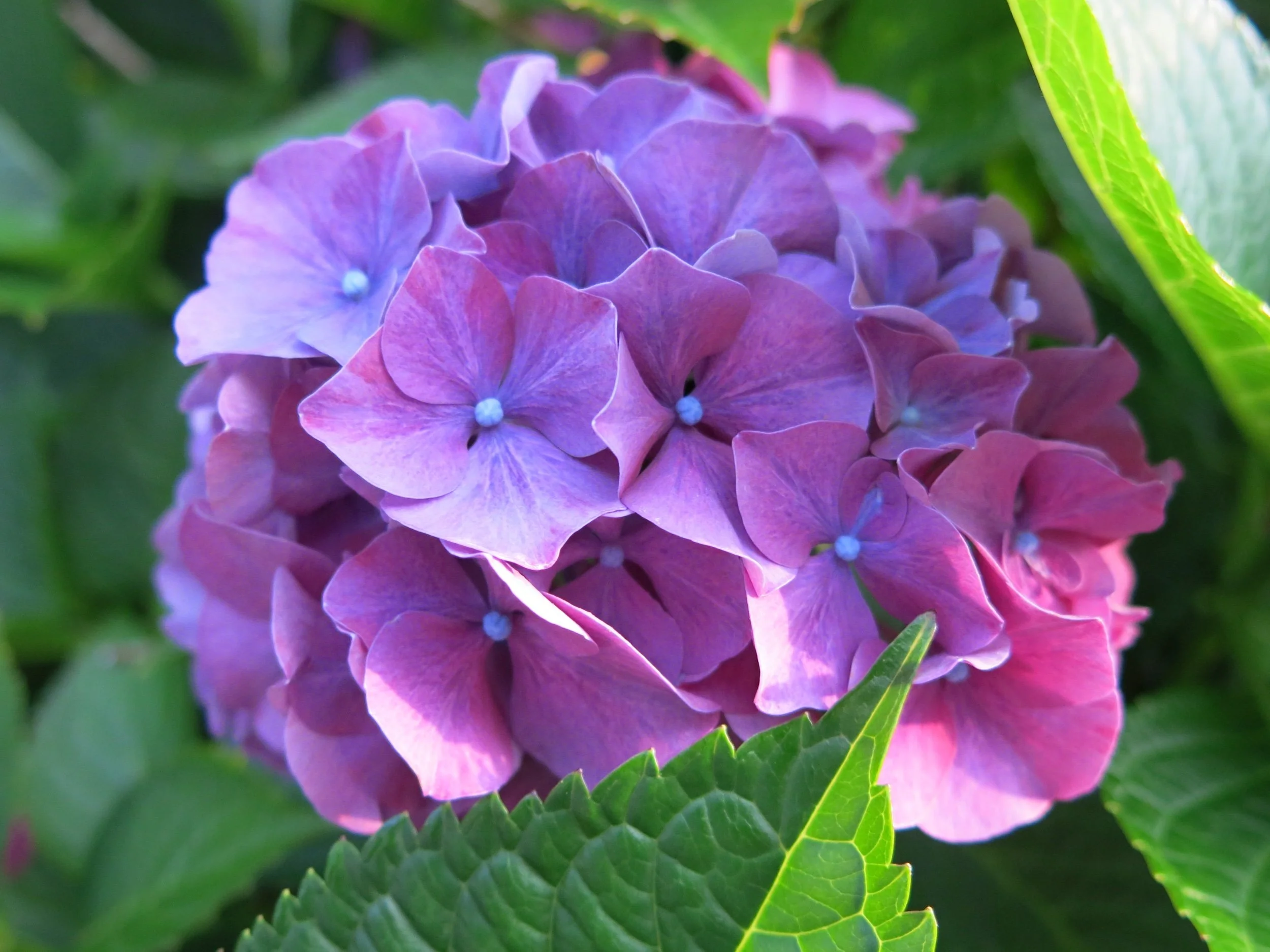 Virtual Write-Ins — CHRISTINE WOLF