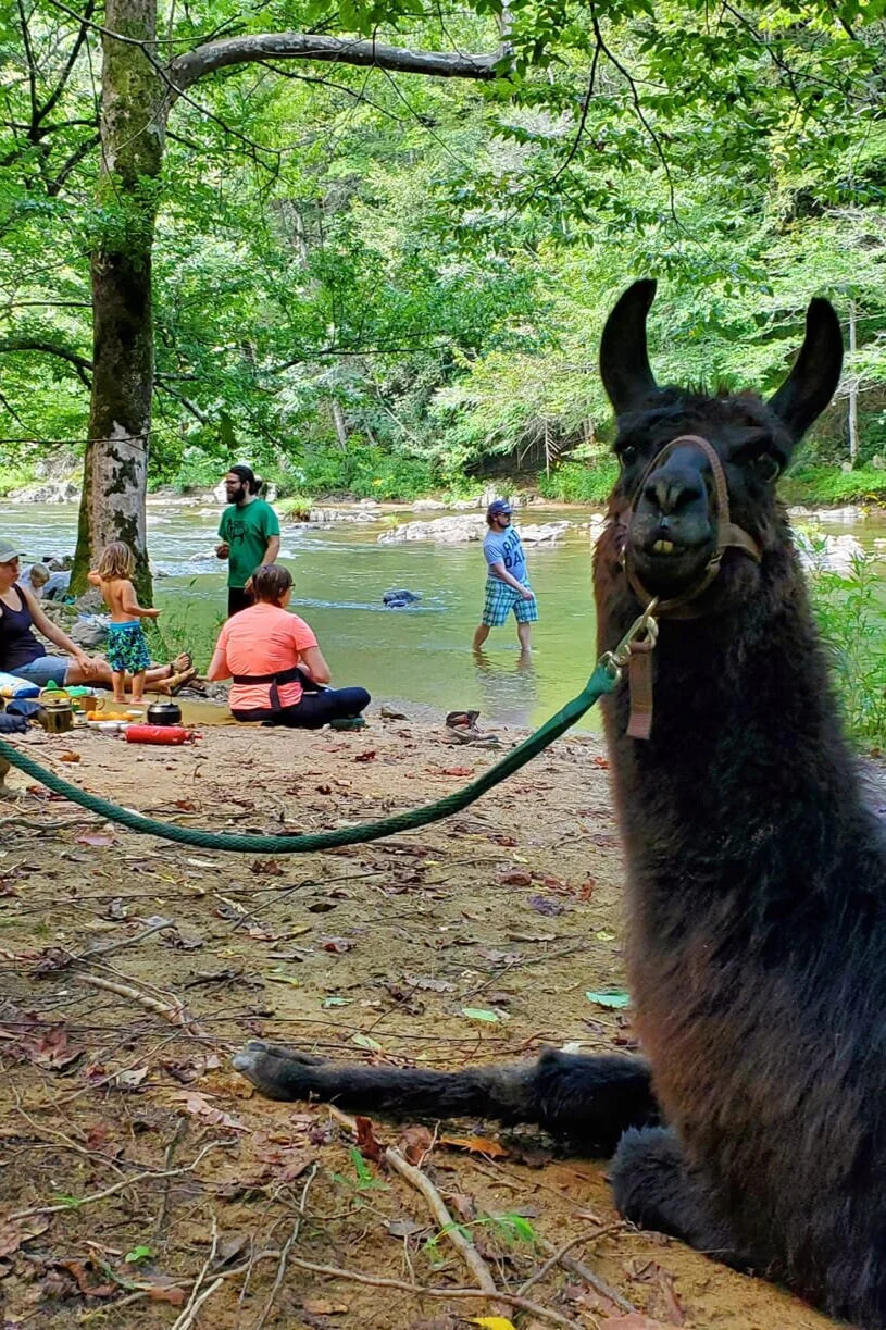 Llamas of Hot Springs