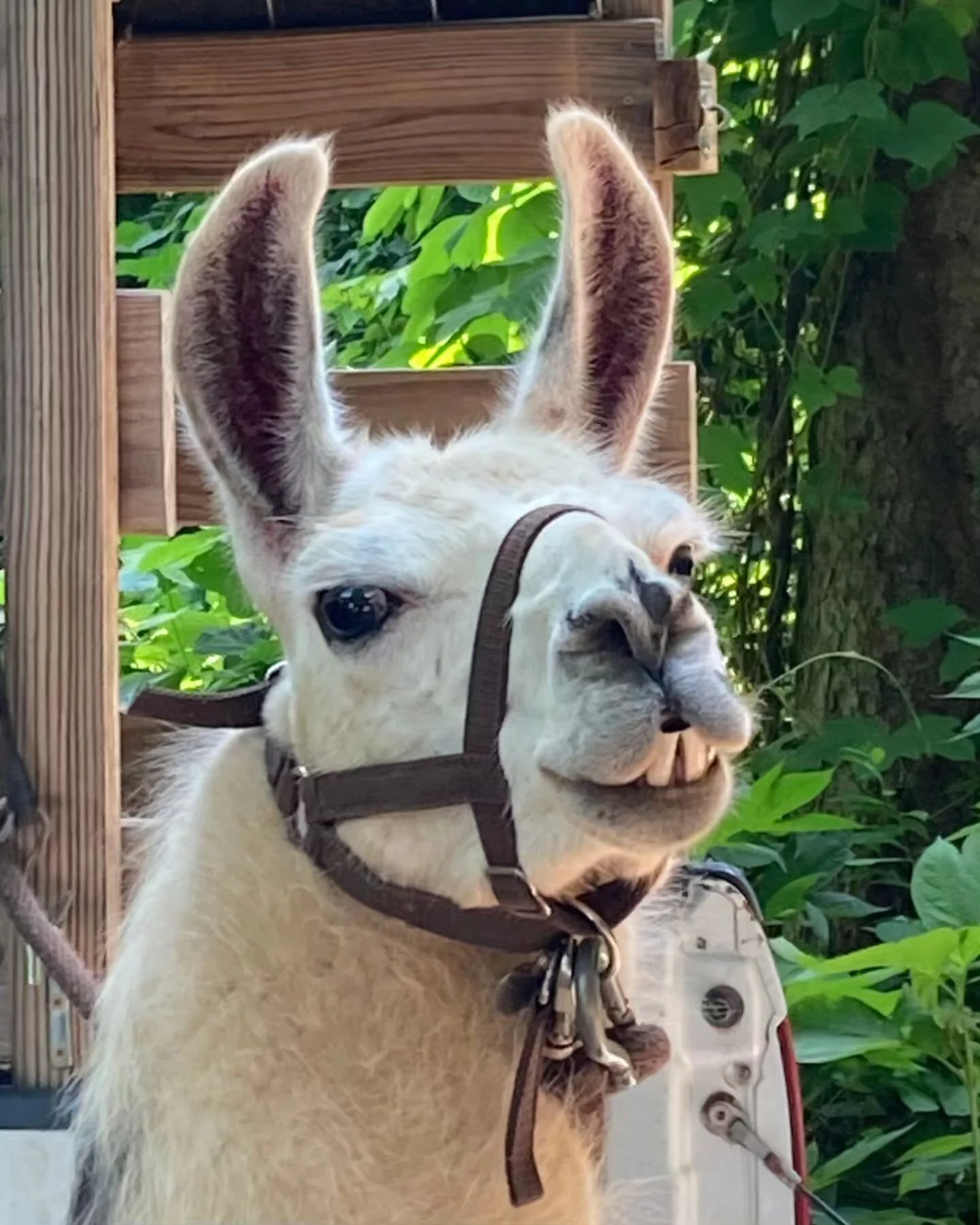 Llamas of Hot Springs | Trekking — Llamas of Hot Springs