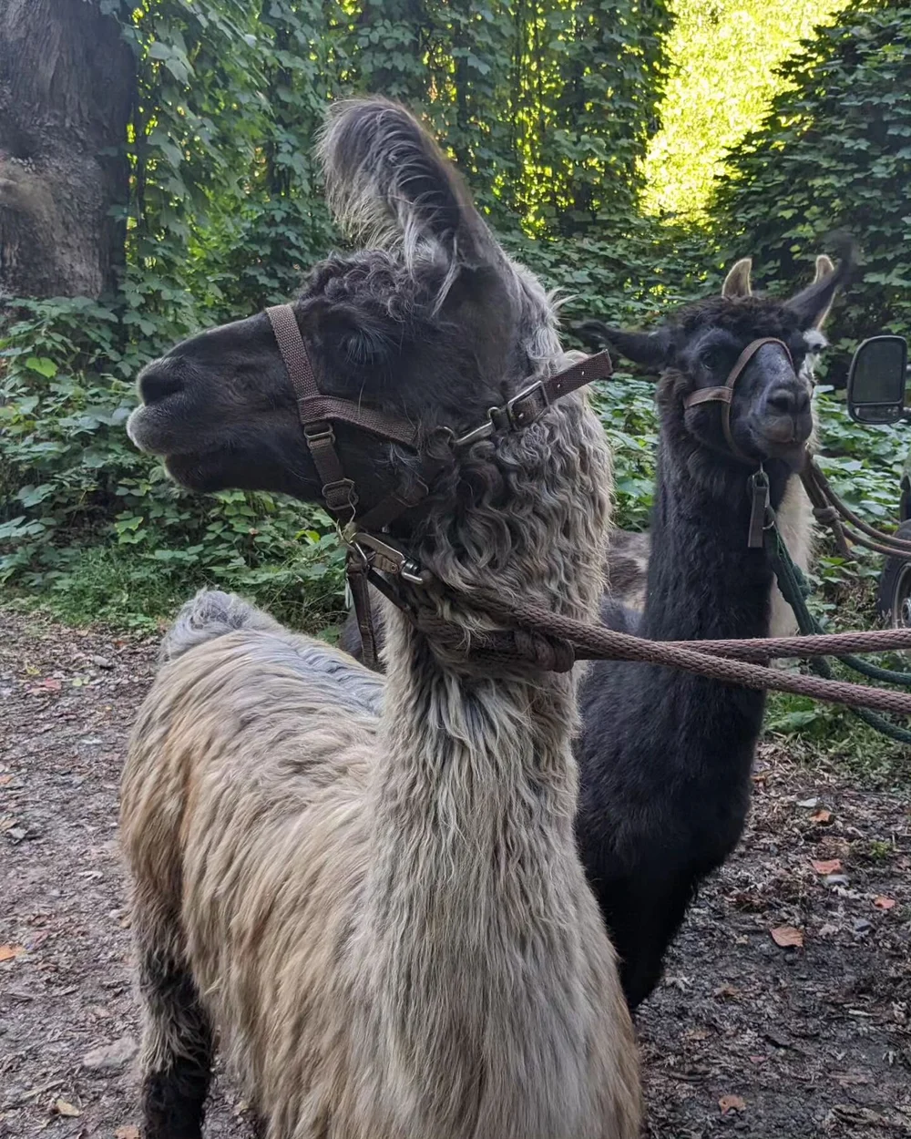 Llamas of Hot Springs