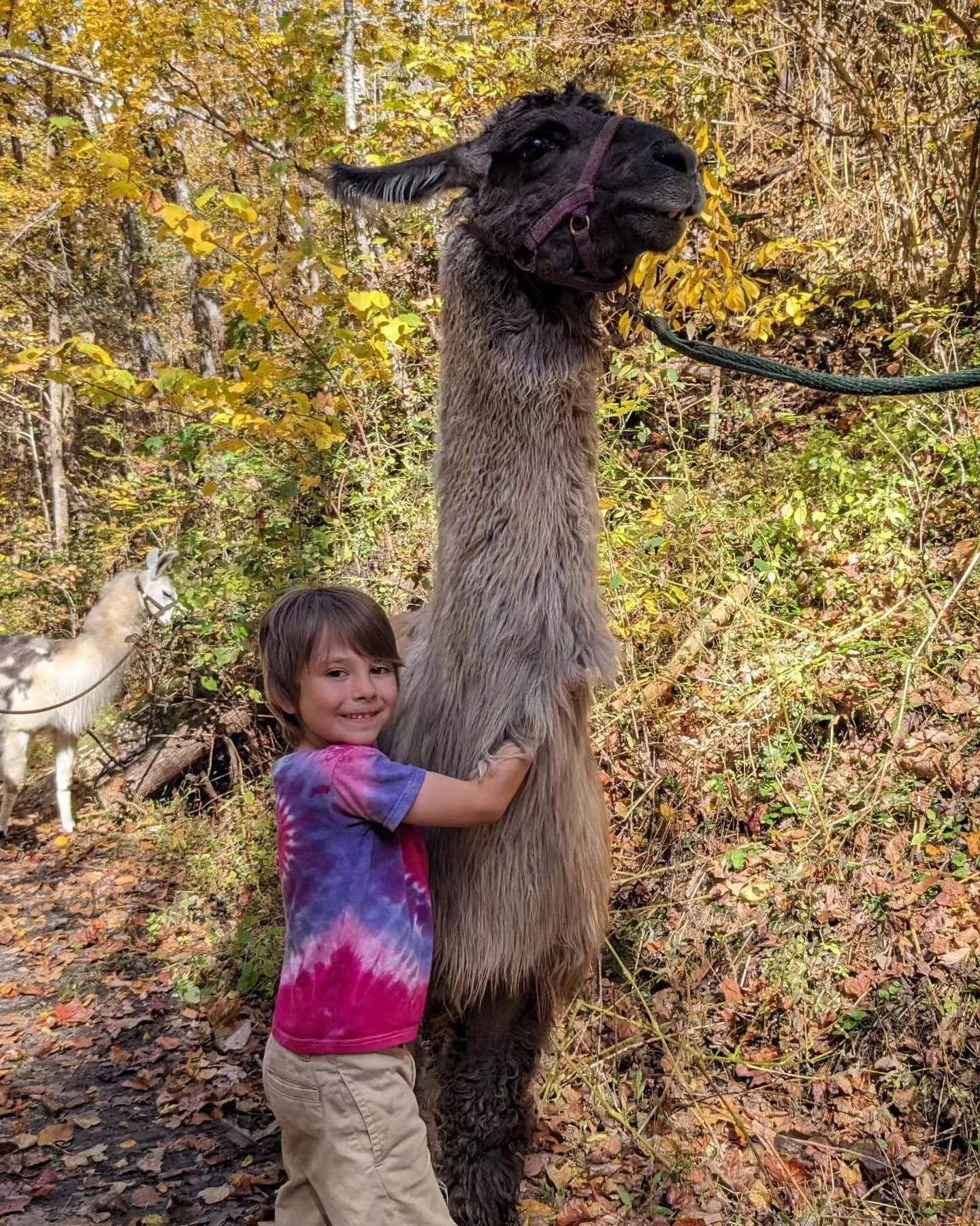 Llamas of Hot Springs