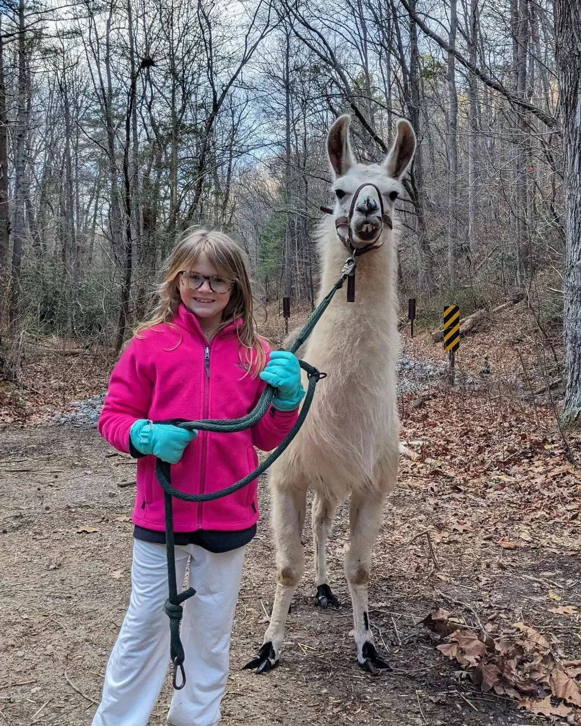 Llamas of Hot Springs
