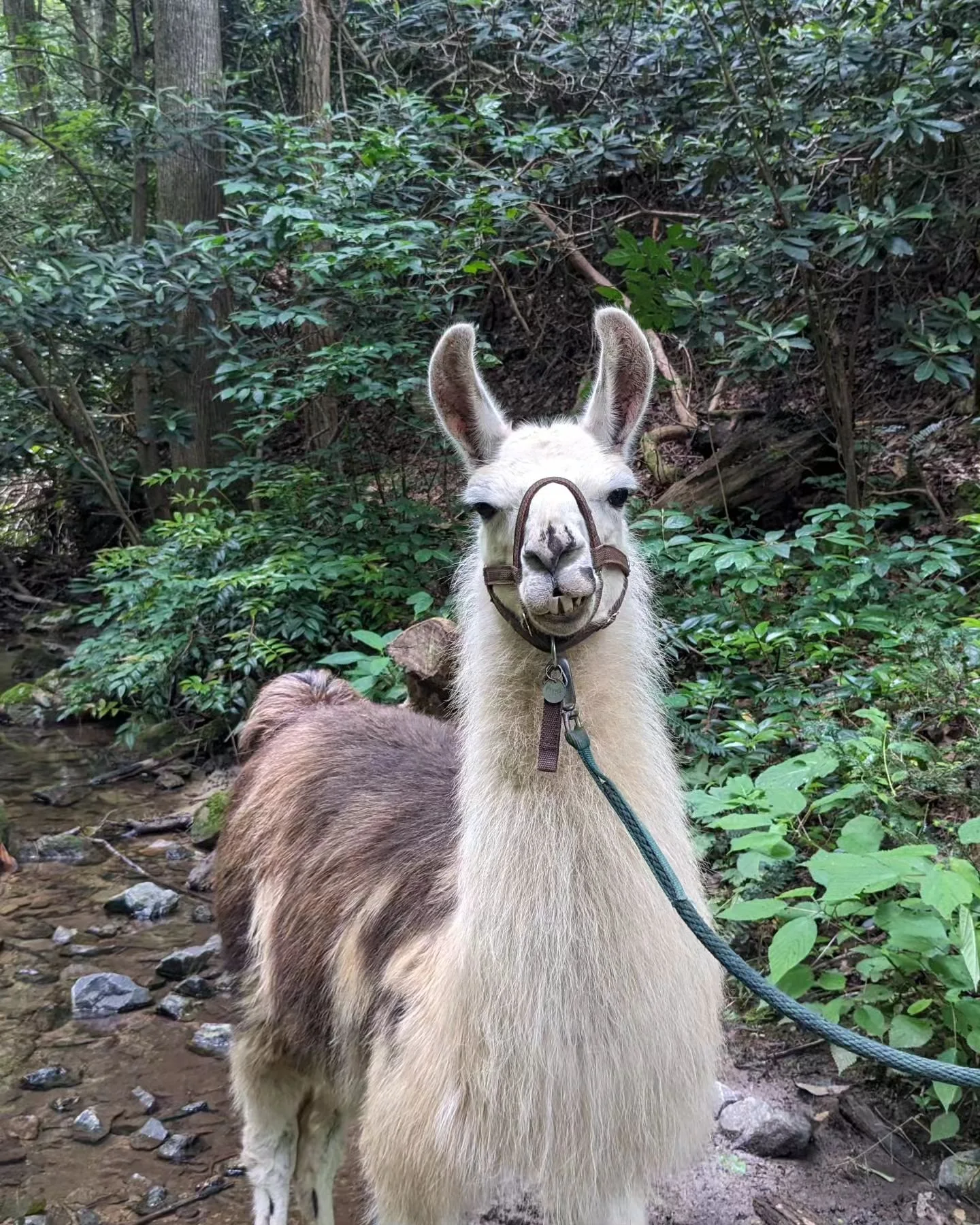Llamas of Hot Springs