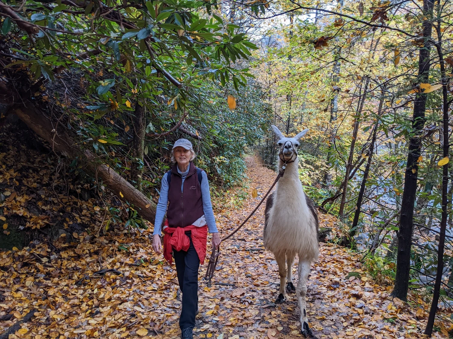 Llamas of Hot Springs