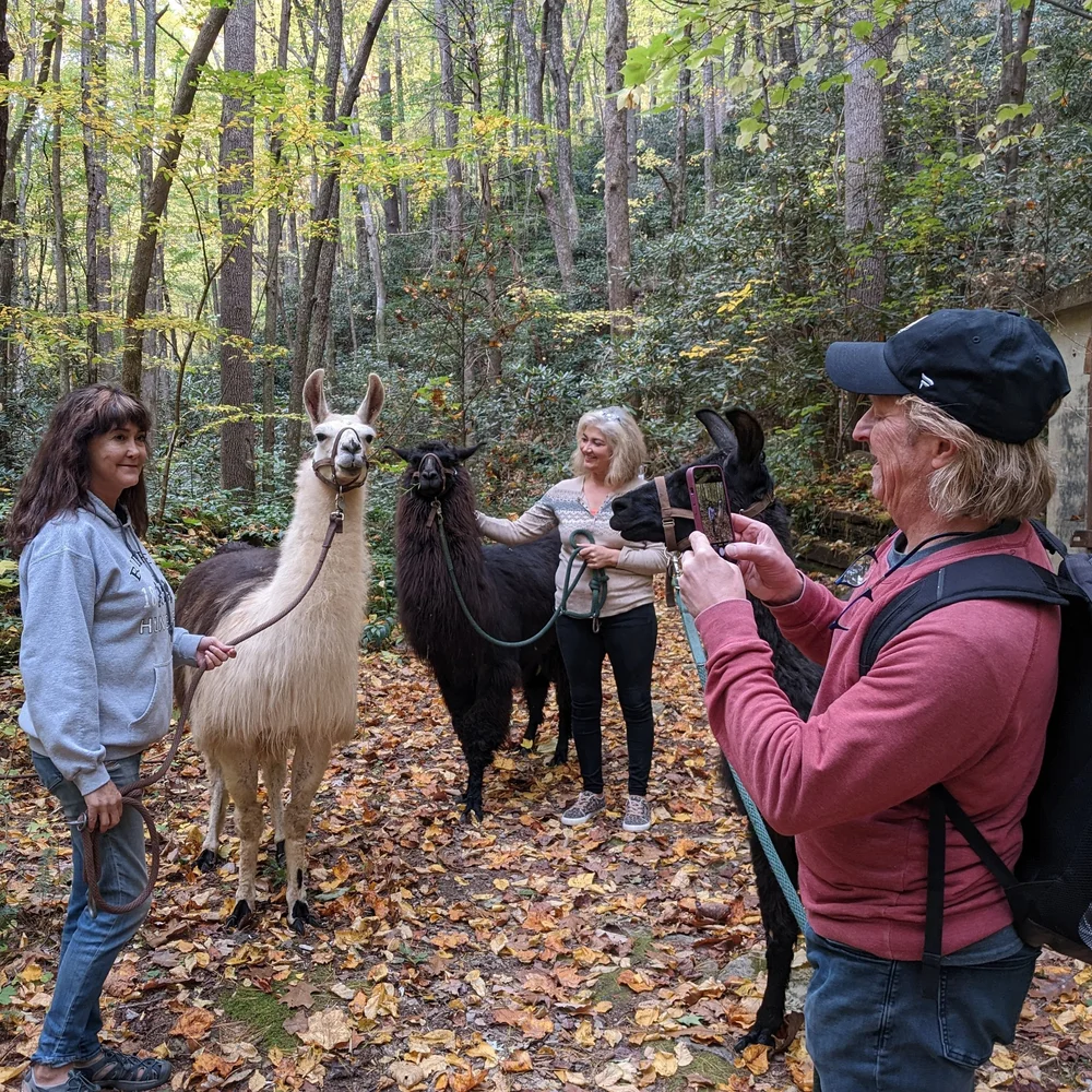 Llamas of Hot Springs | Trekking — Llamas of Hot Springs