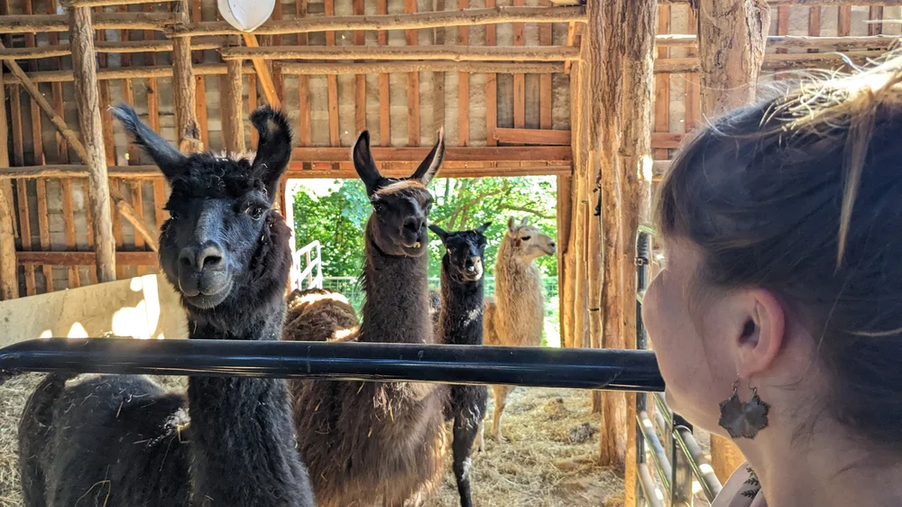 Llamas of Hot Springs