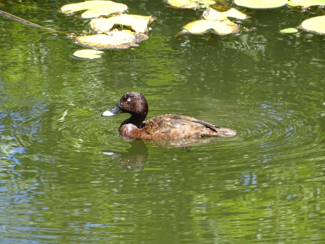 Nature Watch: Our humble hardhead is a true diving duck — The Sunshine ...