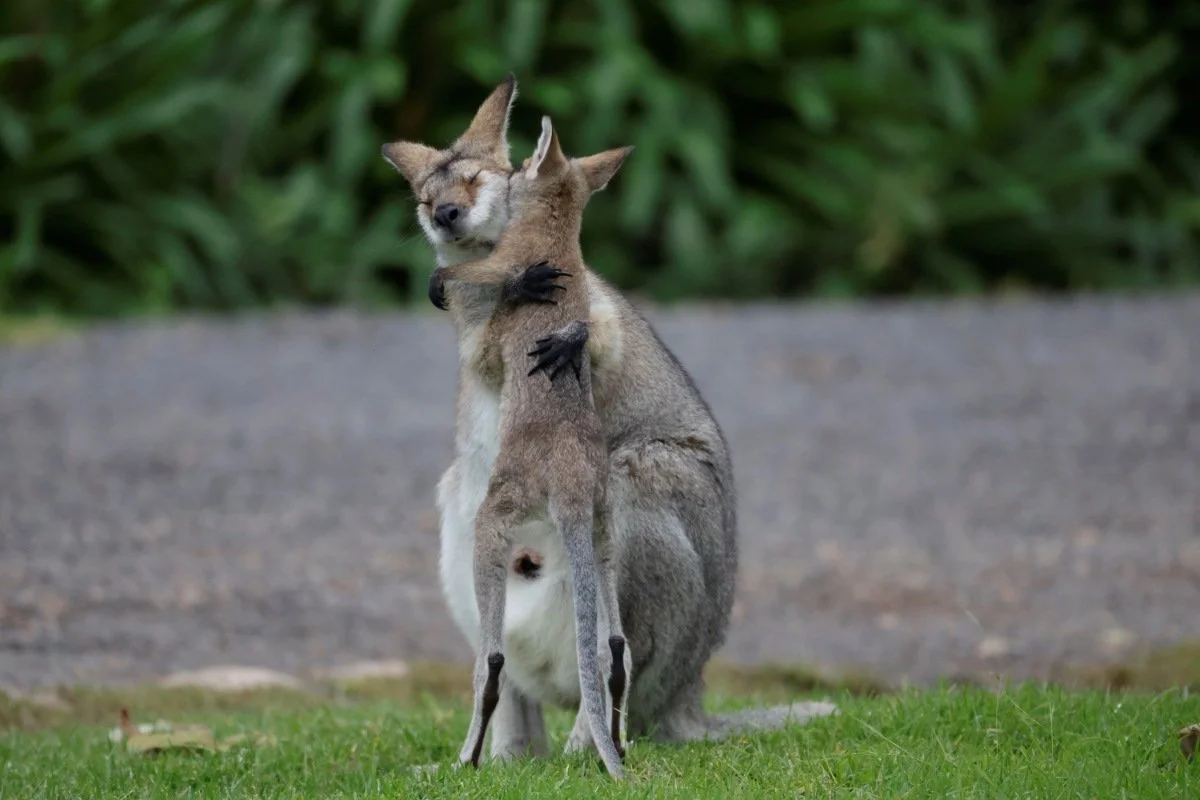 Nature Watch: Love is a Wallaby cuddle — The Sunshine Valley Gazette