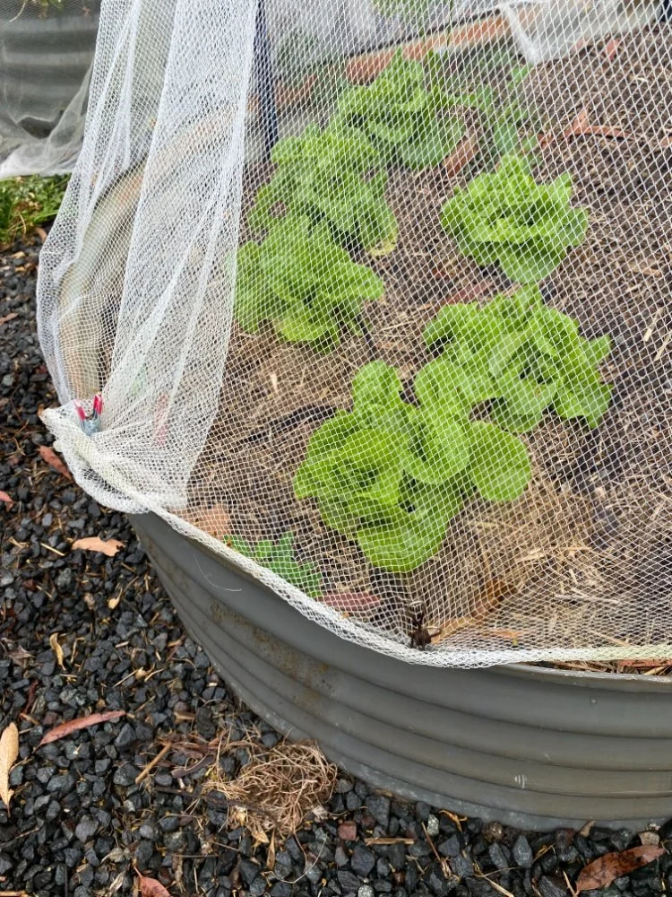 A beginner’s guide to starting a veggie patch in the hinterland — The ...