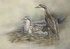 Hinterland artists soar in Holmes Prize for bird art — The Sunshine ...