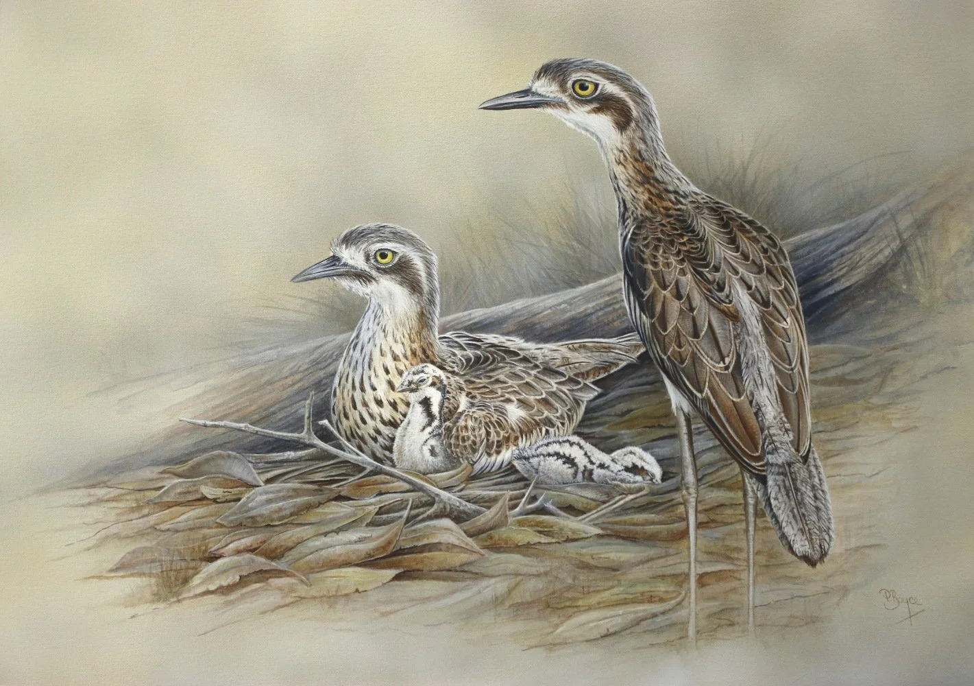 Hinterland artists soar in Holmes Prize for bird art — The Sunshine ...