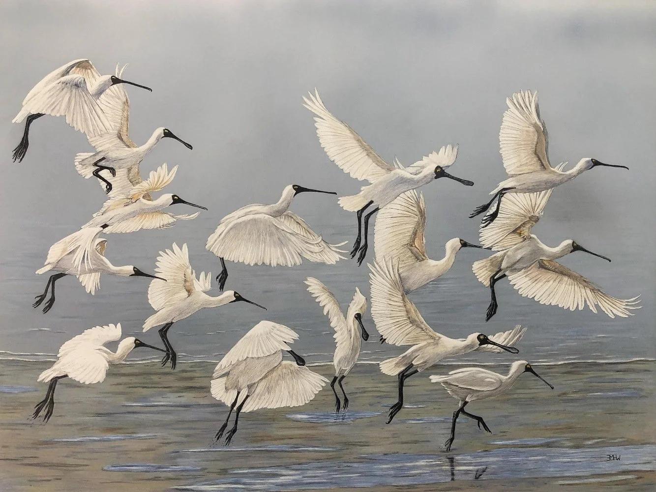 Hinterland artists soar in Holmes Prize for bird art — The Sunshine ...