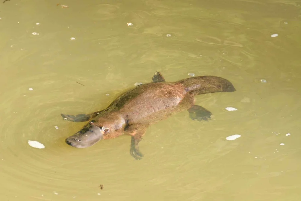 Environmental works restore platypus habitat — The Sunshine Valley Gazette