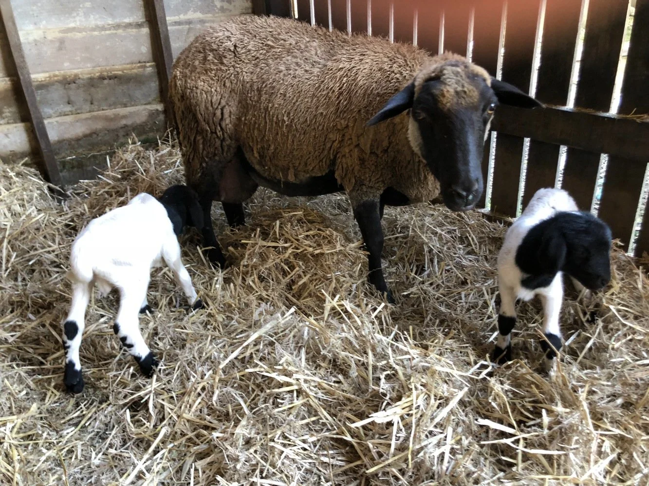 Embrace hinterland farm life: keeping sheep for beginners — The ...