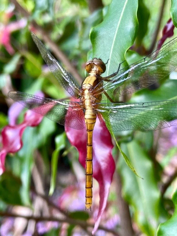 Dragonfly image wins Montville award — The Sunshine Valley Gazette