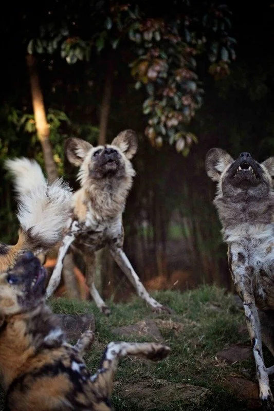 Wildlife HQ launches ‘night at the zoo’ after-dark experience — The ...