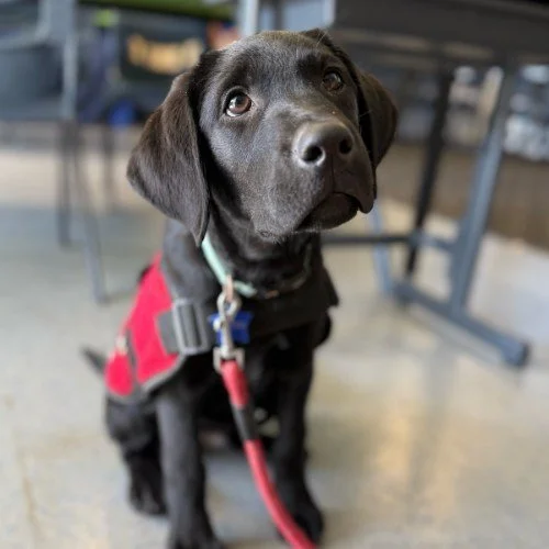 Government representatives to visit Smart Pups Assistance Dogs facility ...