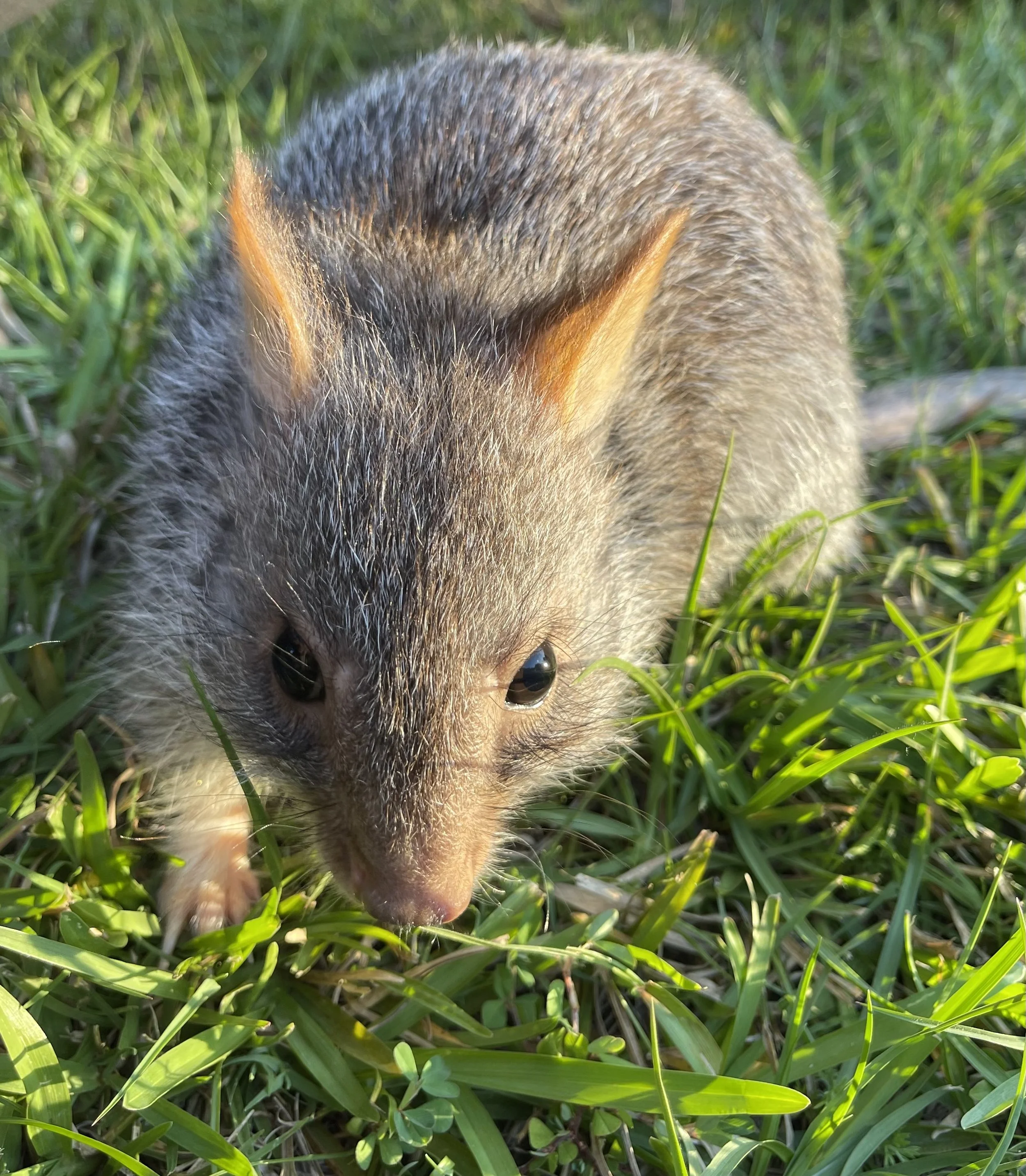 The happy release of Rusty, the adorable Rufous Bettong — The Sunshine ...