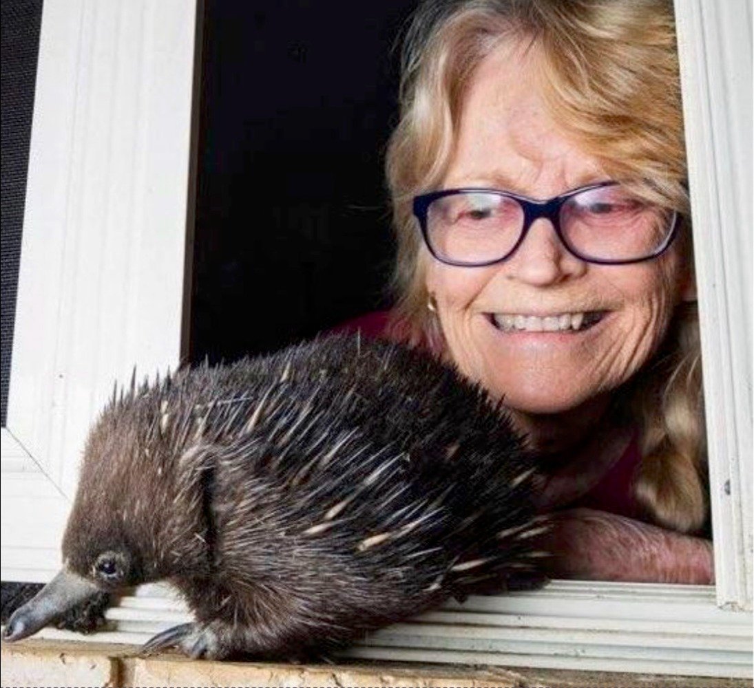 Farewell Donna Brennan, champion of native wildlife and WILVOS stalwart ...