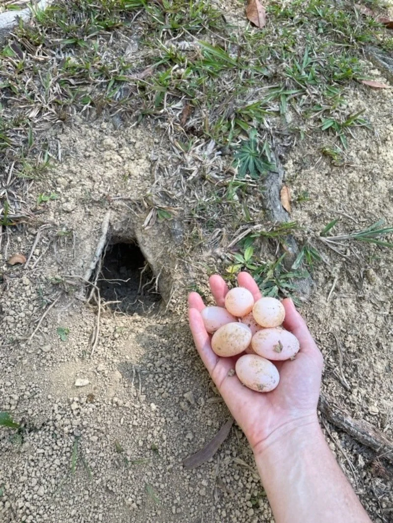 Rare discovery: Rainbow bee-eater nest unearthed — The Sunshine Valley ...