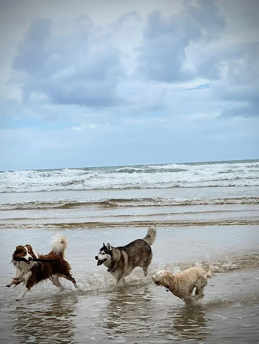 What new laws will mean for exercising dogs — The Sunshine Valley Gazette