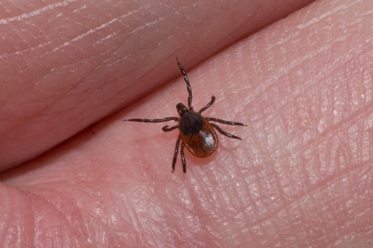 Ticks — Stank Environmental