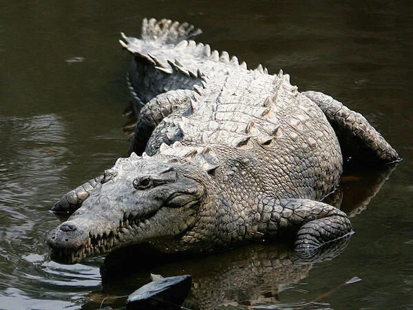 Español — The Crocodile Foundation