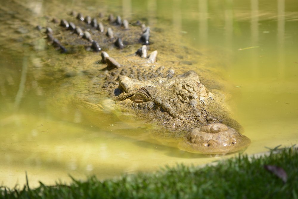 Cohabitation conflicts — The Crocodile Foundation