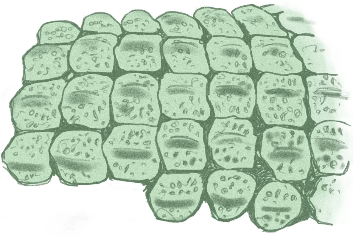 Facts page — The Crocodile Foundation