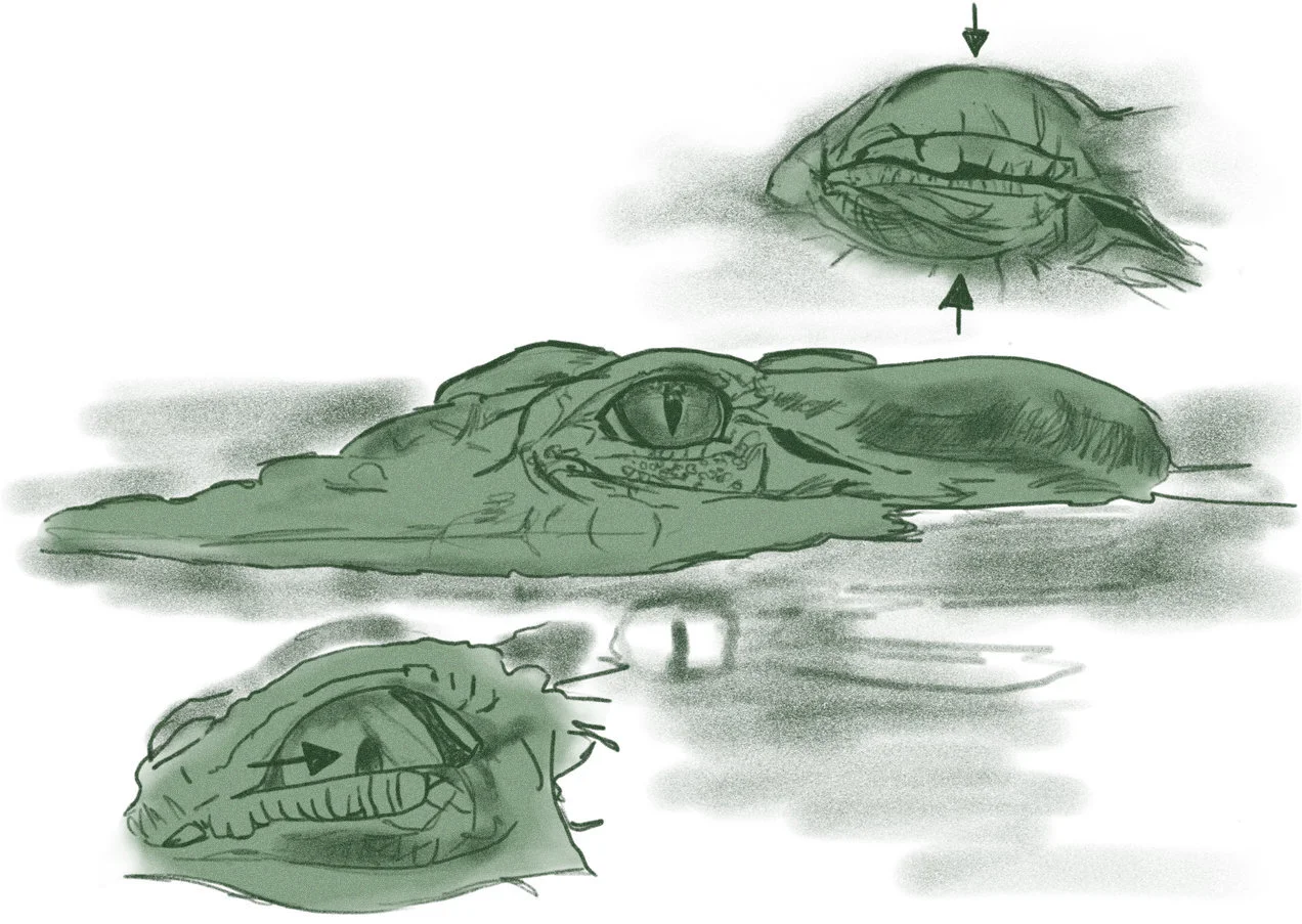 Facts page — The Crocodile Foundation