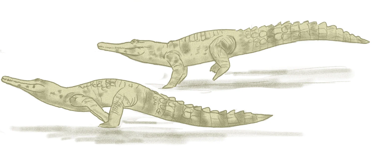 Facts page — The Crocodile Foundation