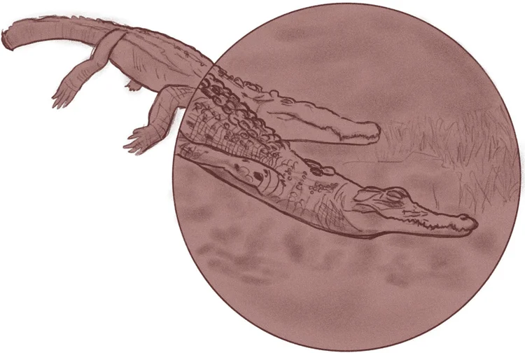 Facts page — The Crocodile Foundation