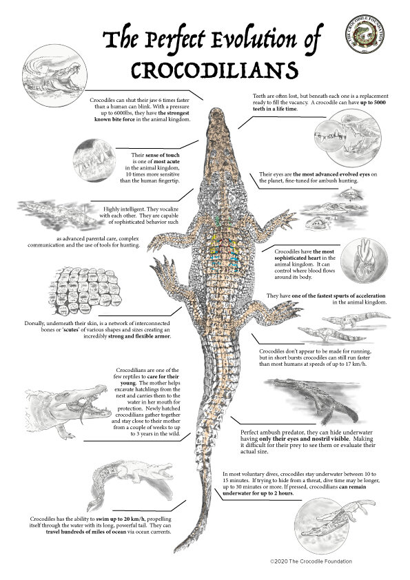 English education materials — The Crocodile Foundation