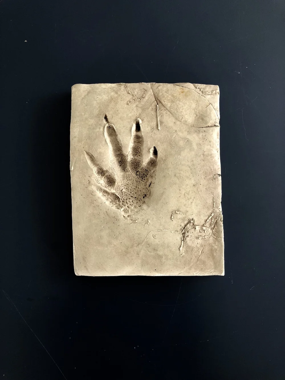 Alligator Footprint Art