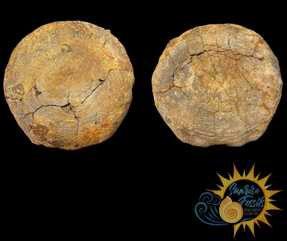 Fossilized Bones — Sunrise Fossils