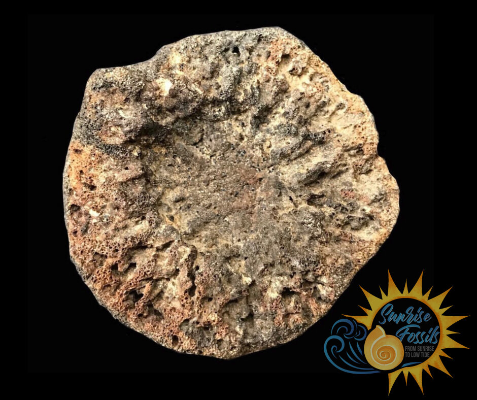 Fossilized Bones — Sunrise Fossils