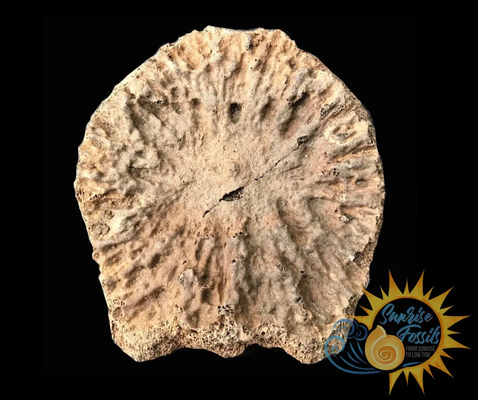 Fossilized Bones — Sunrise Fossils