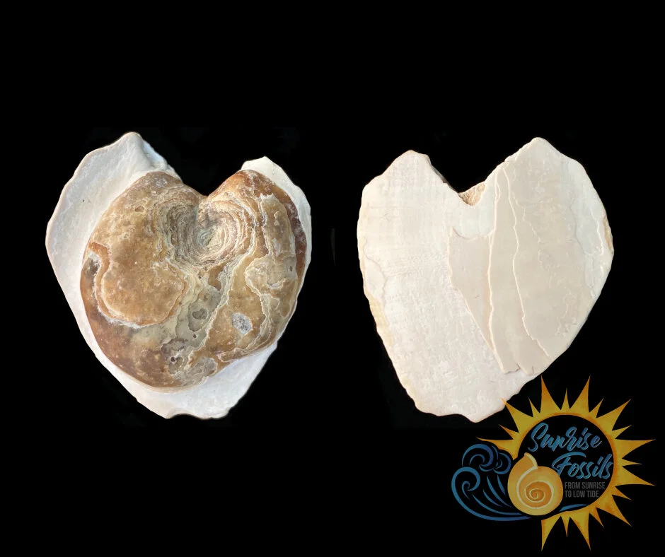 Shells — Sunrise Fossils